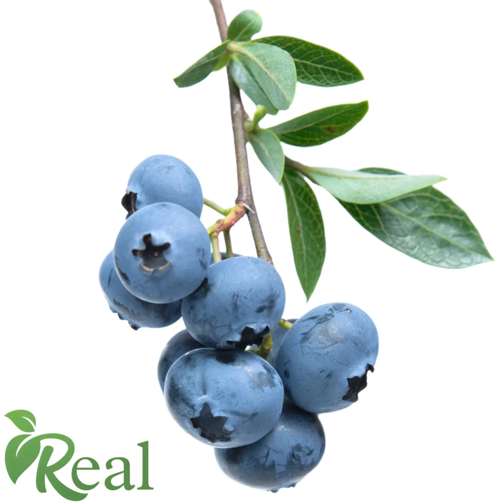 Blueberry - Real Easylife